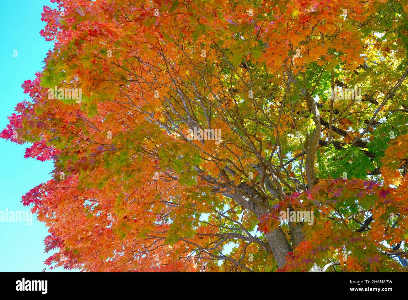 Japanese Fall Foliage Stock Photo - Alamy