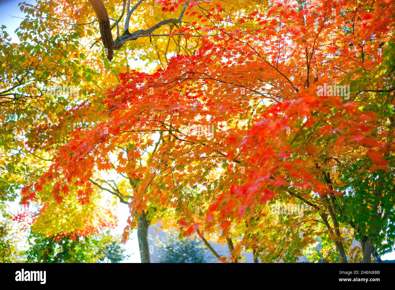 Japanese Fall Foliage Stock Photo - Alamy