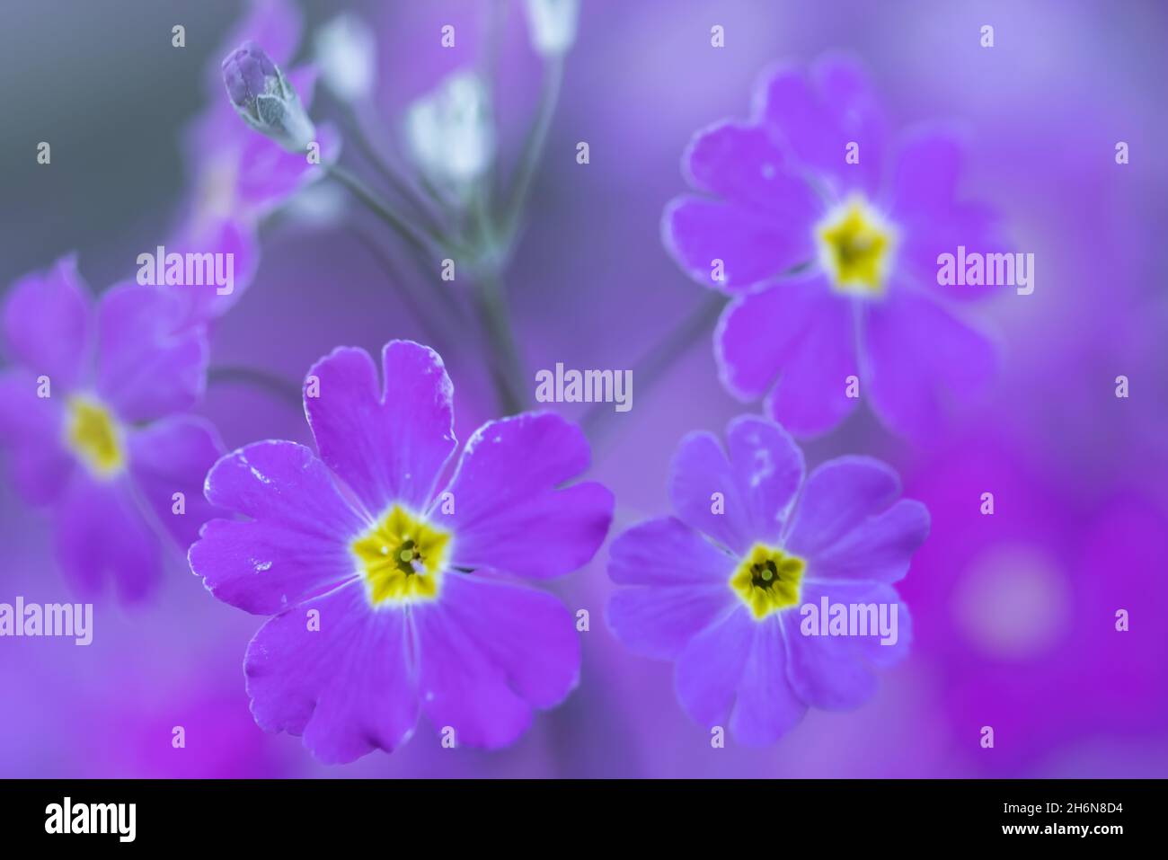 Spectacular water droplets on flowers and leaves Stock Photo - Alamy