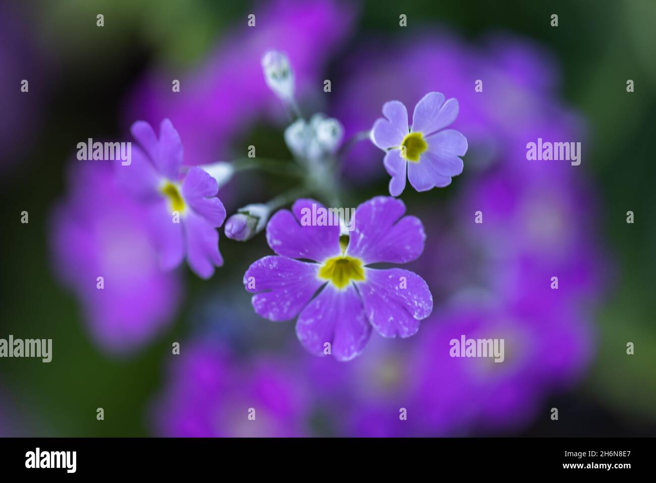 Spectacular water droplets on flowers and leaves Stock Photo - Alamy