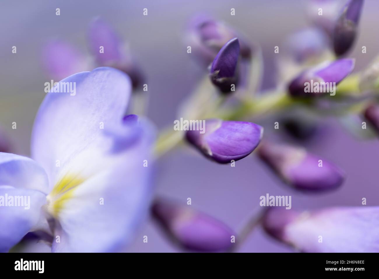 Spectacular water droplets on flowers and leaves Stock Photo - Alamy