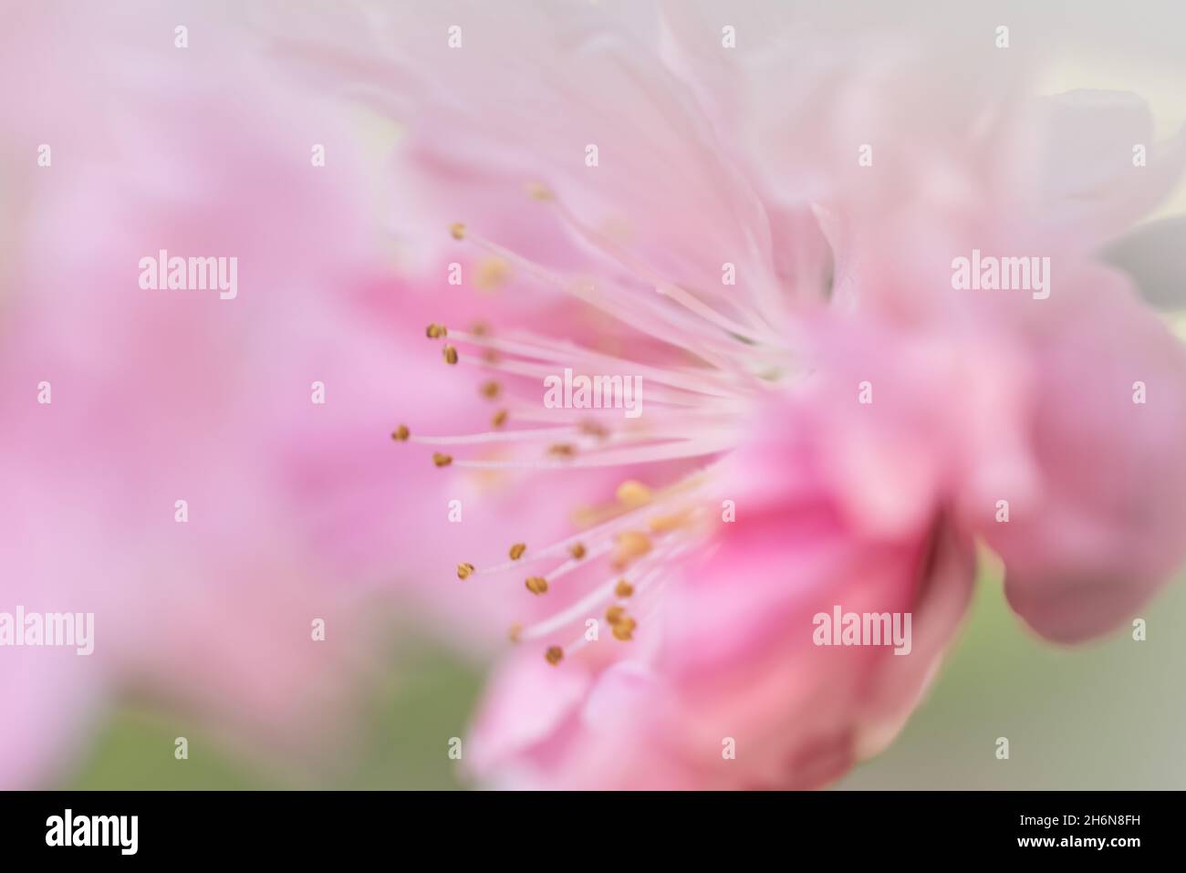 Spectacular water droplets on flowers and leaves Stock Photo - Alamy