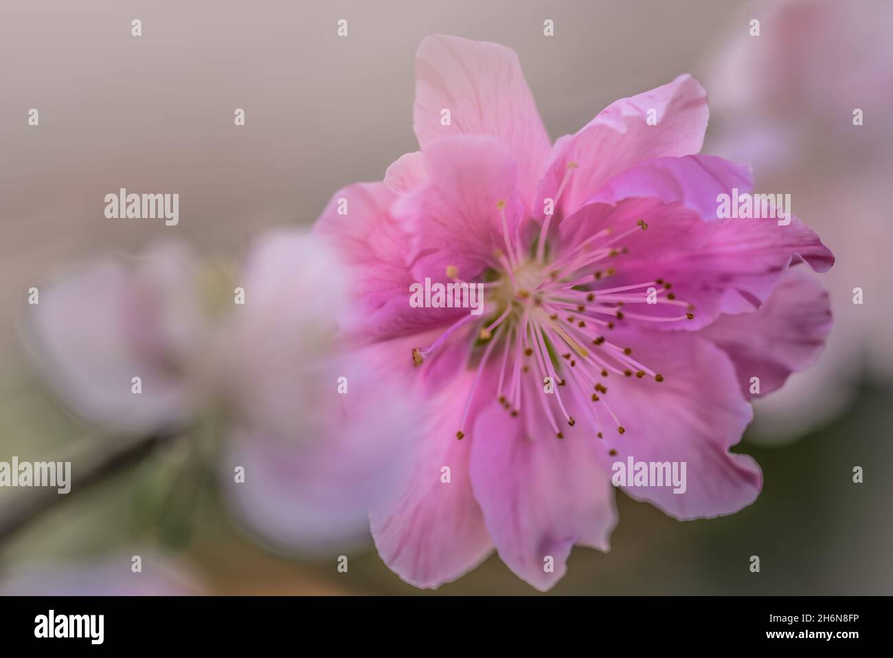 Spectacular water droplets on flowers and leaves Stock Photo - Alamy