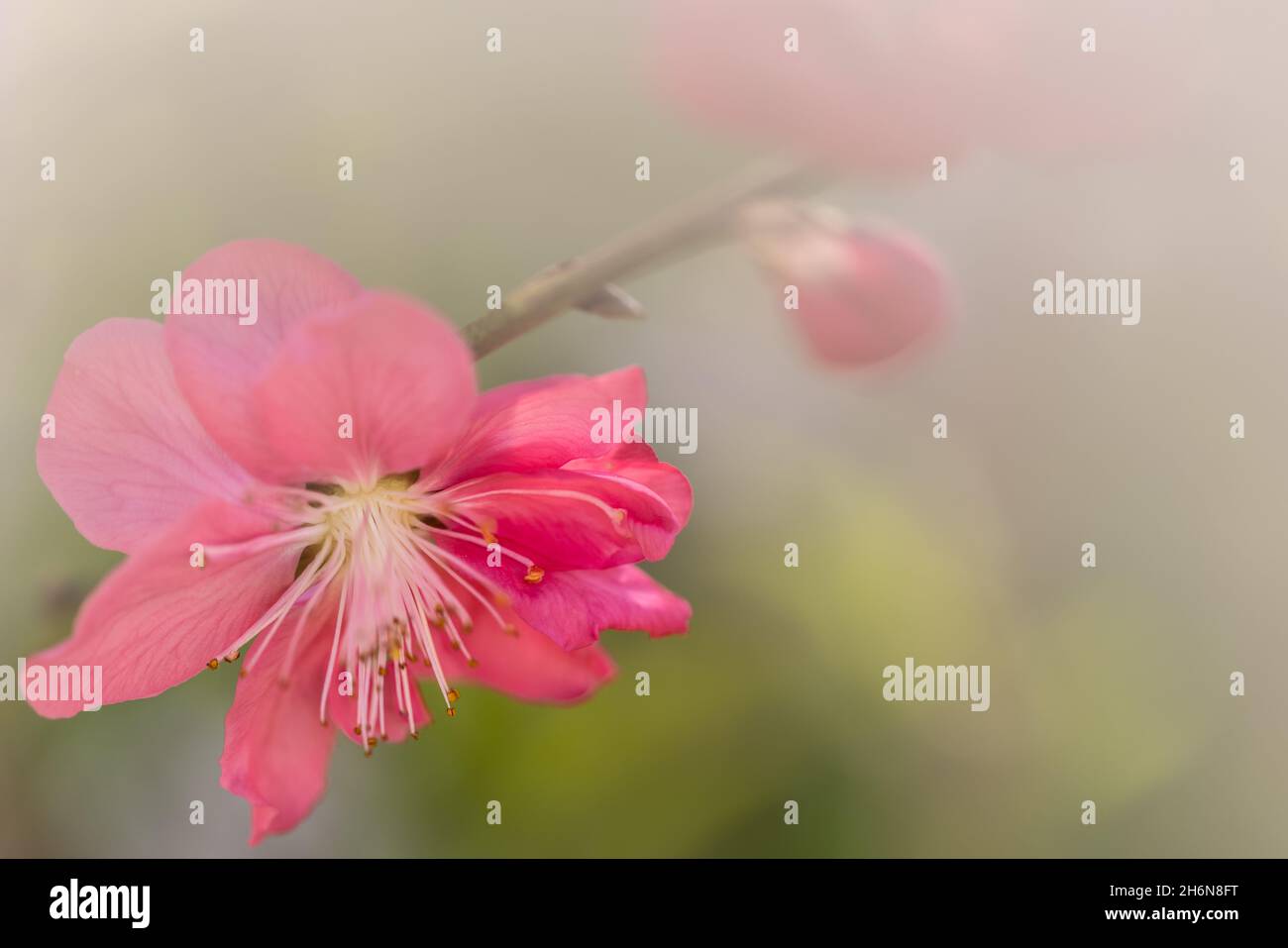 Spectacular water droplets on flowers and leaves Stock Photo - Alamy