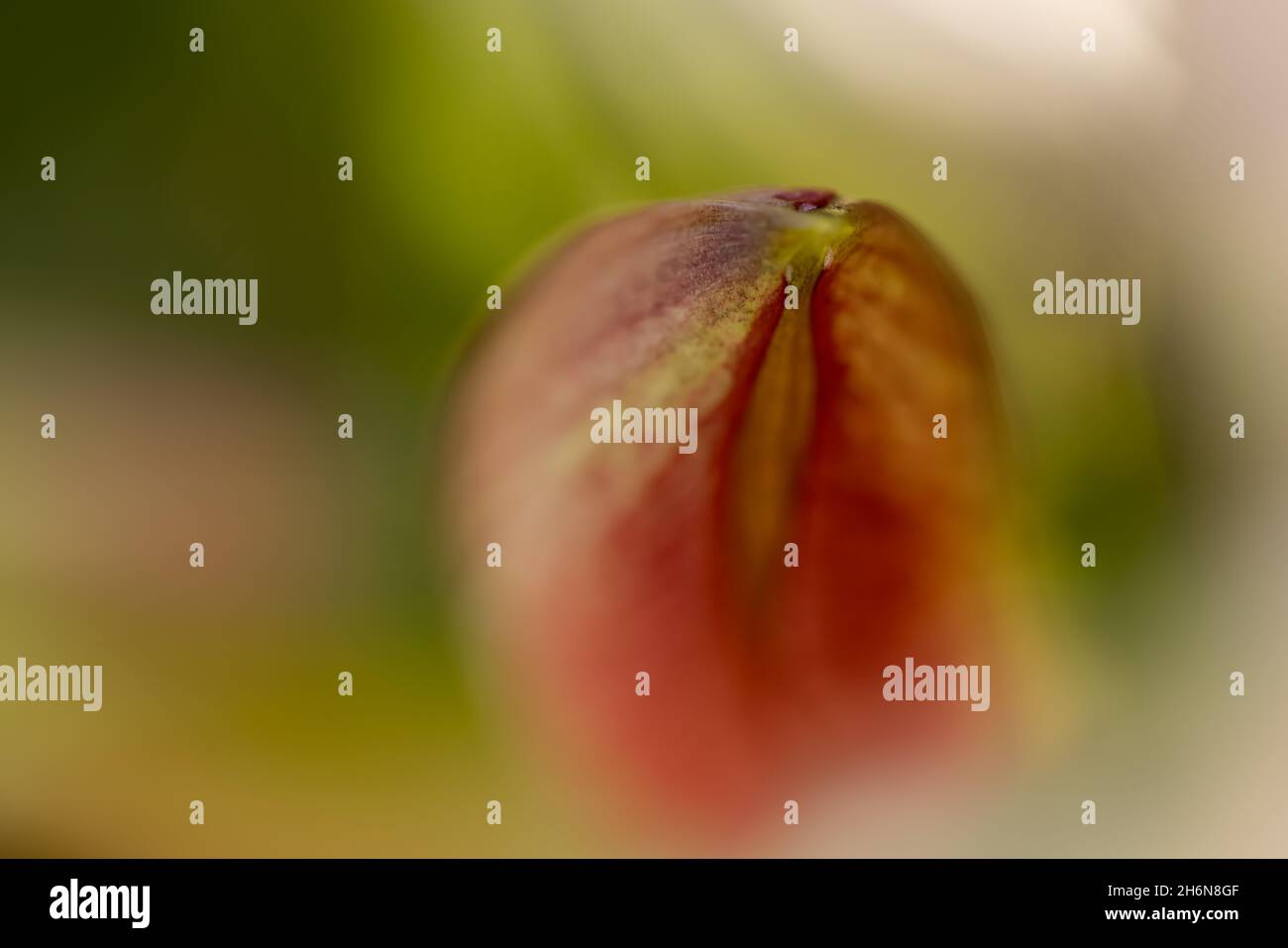Spectacular water droplets on flowers and leaves Stock Photo - Alamy