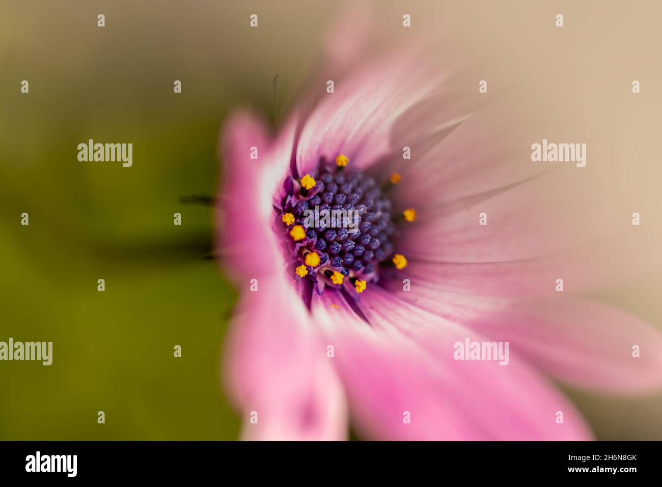 Spectacular water droplets on flowers and leaves Stock Photo - Alamy