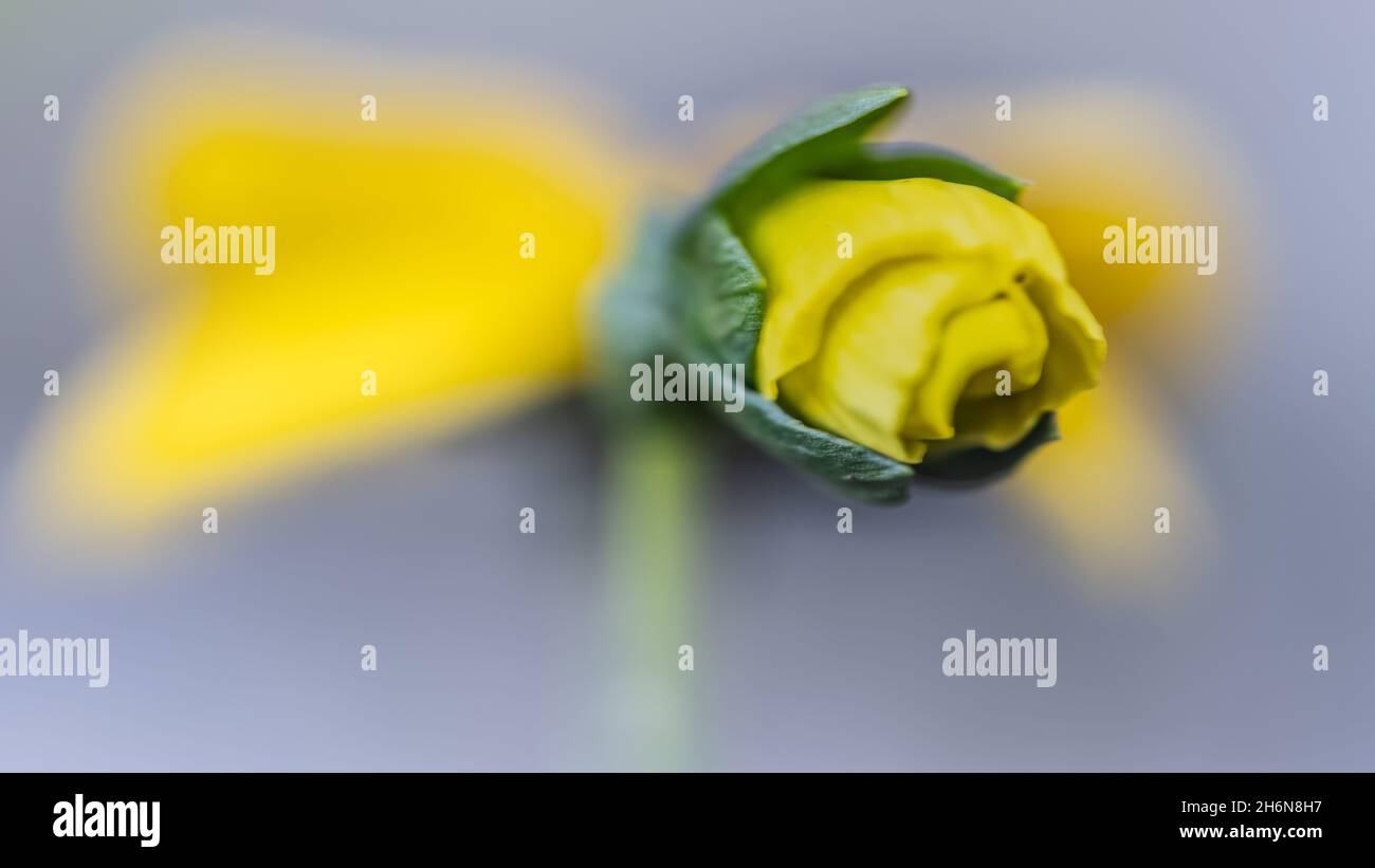 Spectacular water droplets on flowers and leaves Stock Photo - Alamy