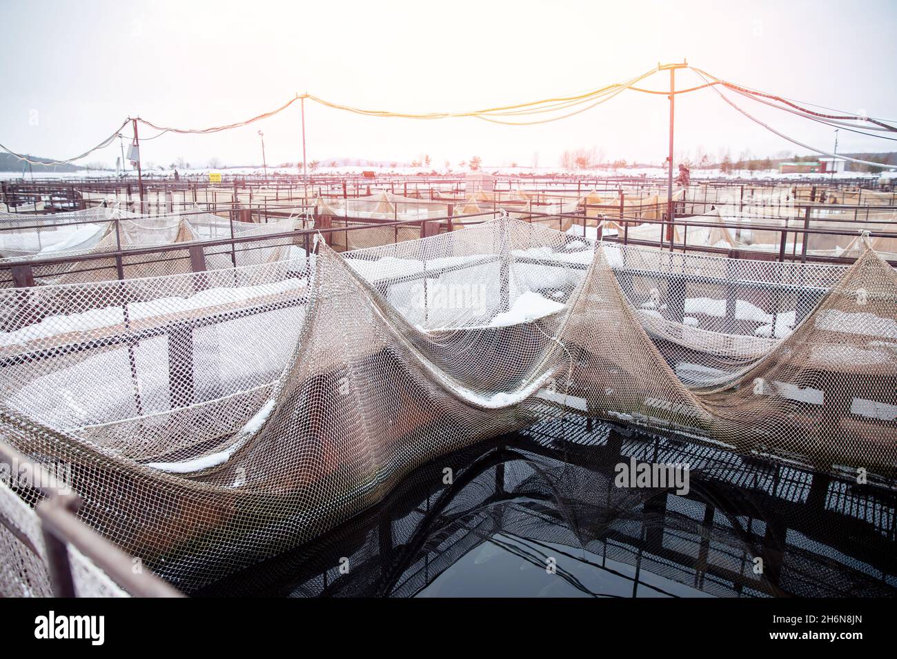 Fish farm for breeding for sturgeon fry in net cages. Concept ...