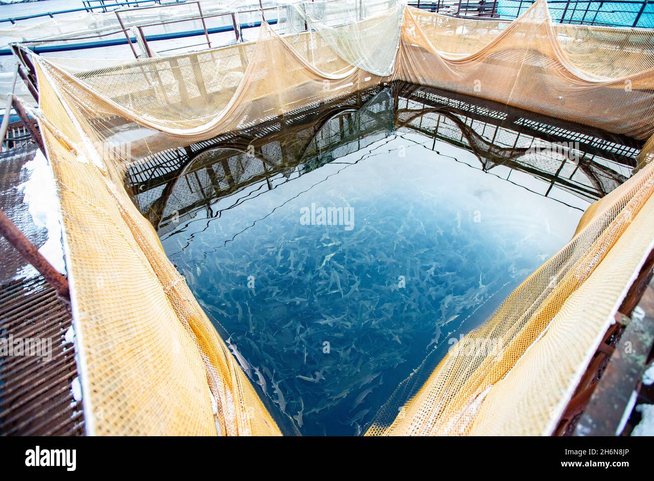Fish farm for breeding sturgeon fry. Concept aquaculture pisciculture ...