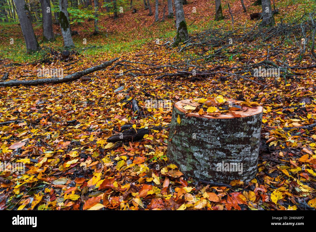 Tree stump shadow hi-res stock photography and images - Alamy