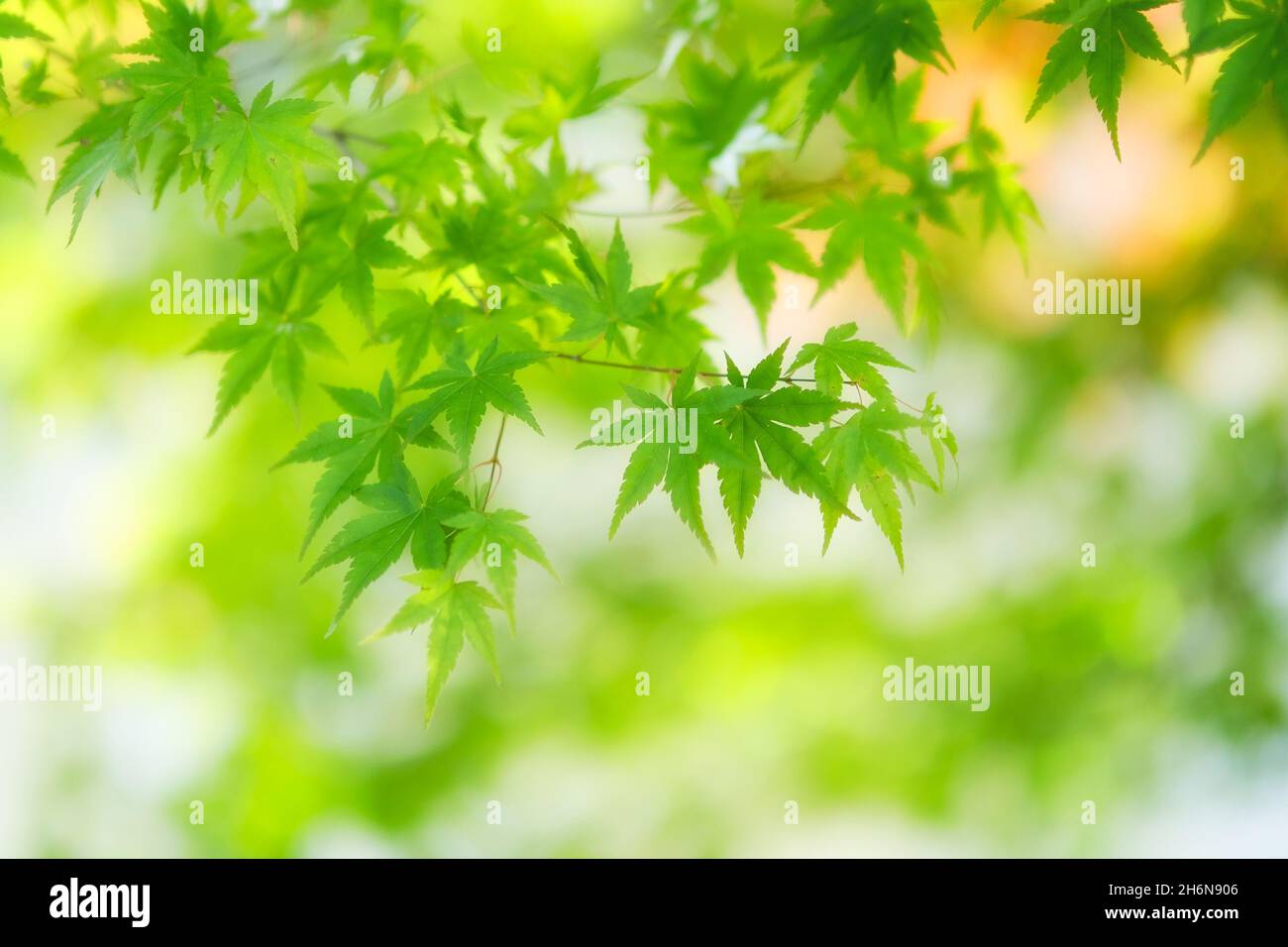 Green Maple Tree Stock Photo - Alamy