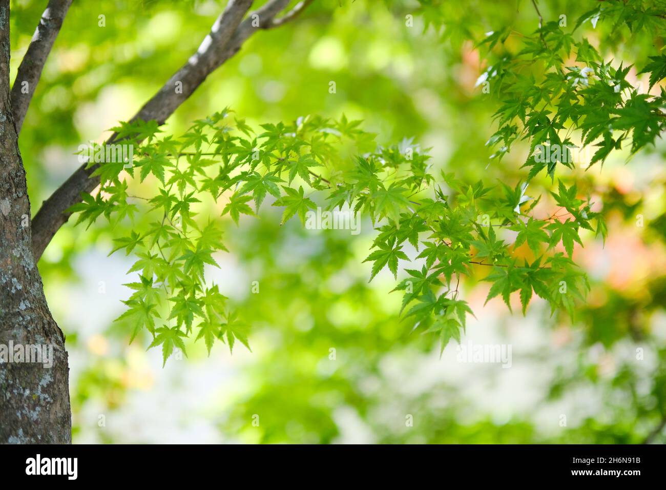 Green Maple Tree Stock Photo - Alamy