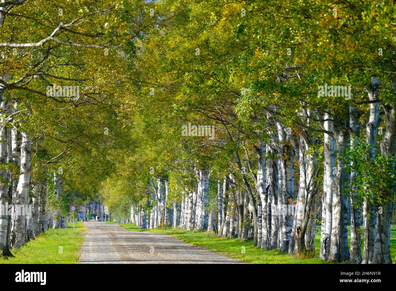 Road Lined with Birch Tree Stock Photo - Alamy
