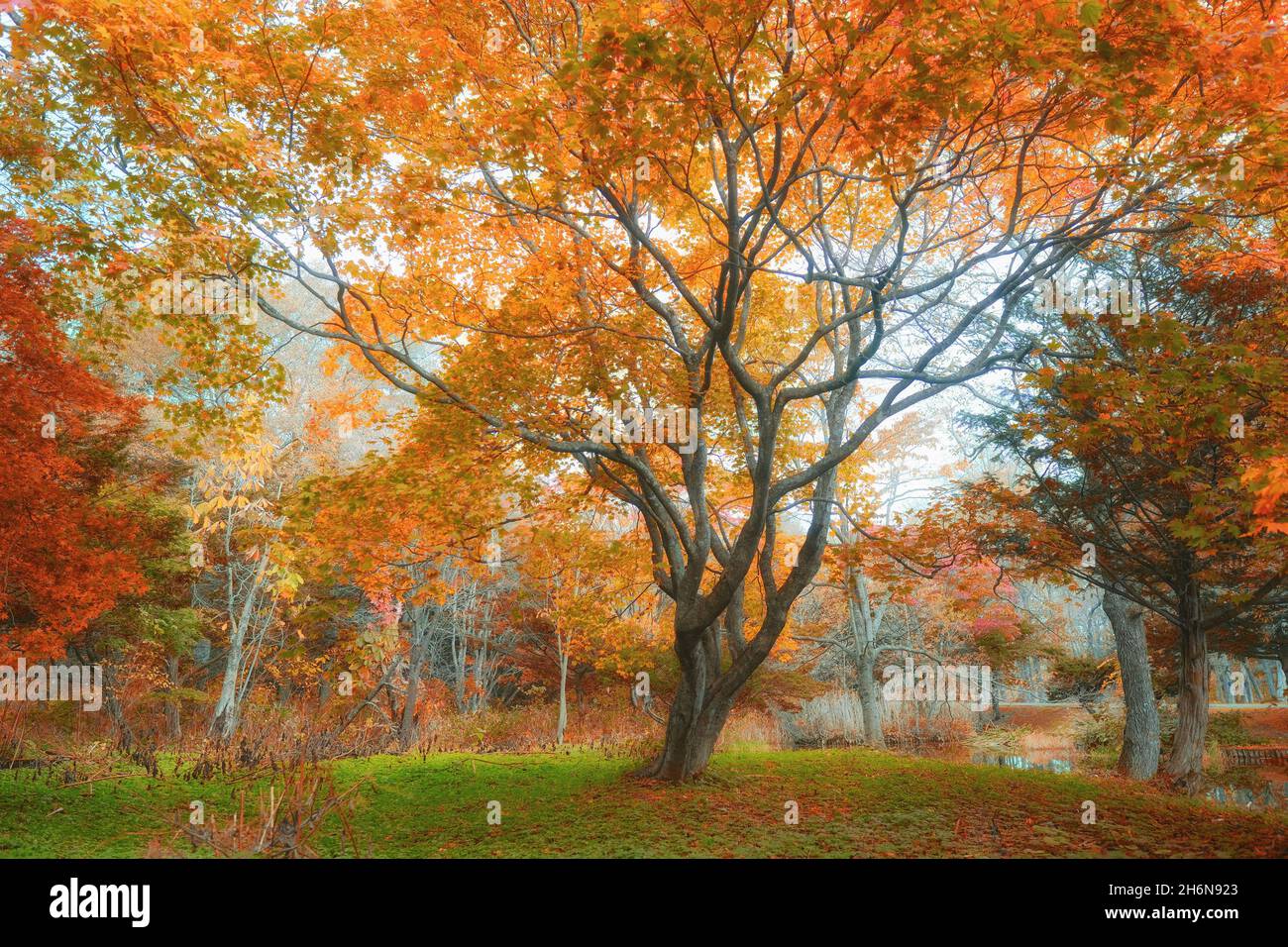 Autumn Leaves in Shintoku Park, Hokkaido, Japan Stock Photo - Alamy
