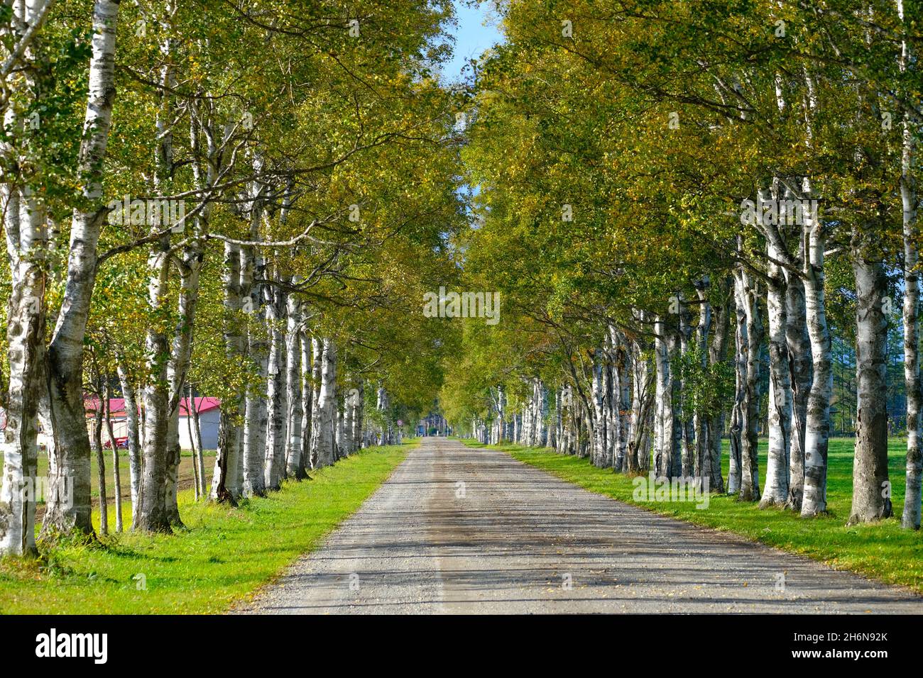Road Lined with Birch Tree Stock Photo - Alamy