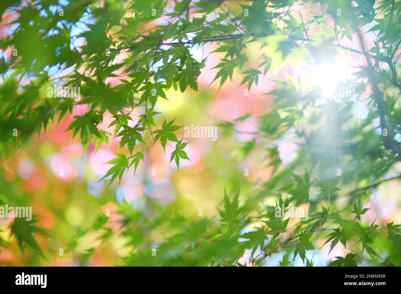 Green Maple Tree Stock Photo - Alamy