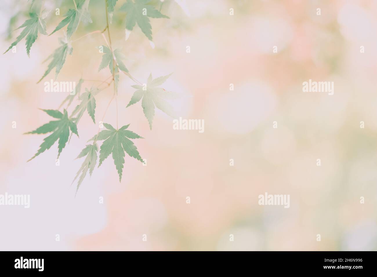 Tree shading building hi-res stock photography and images - Alamy