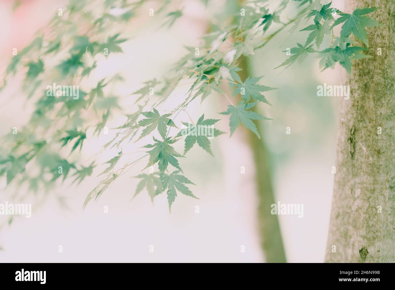 Green discoloration hi-res stock photography and images - Alamy