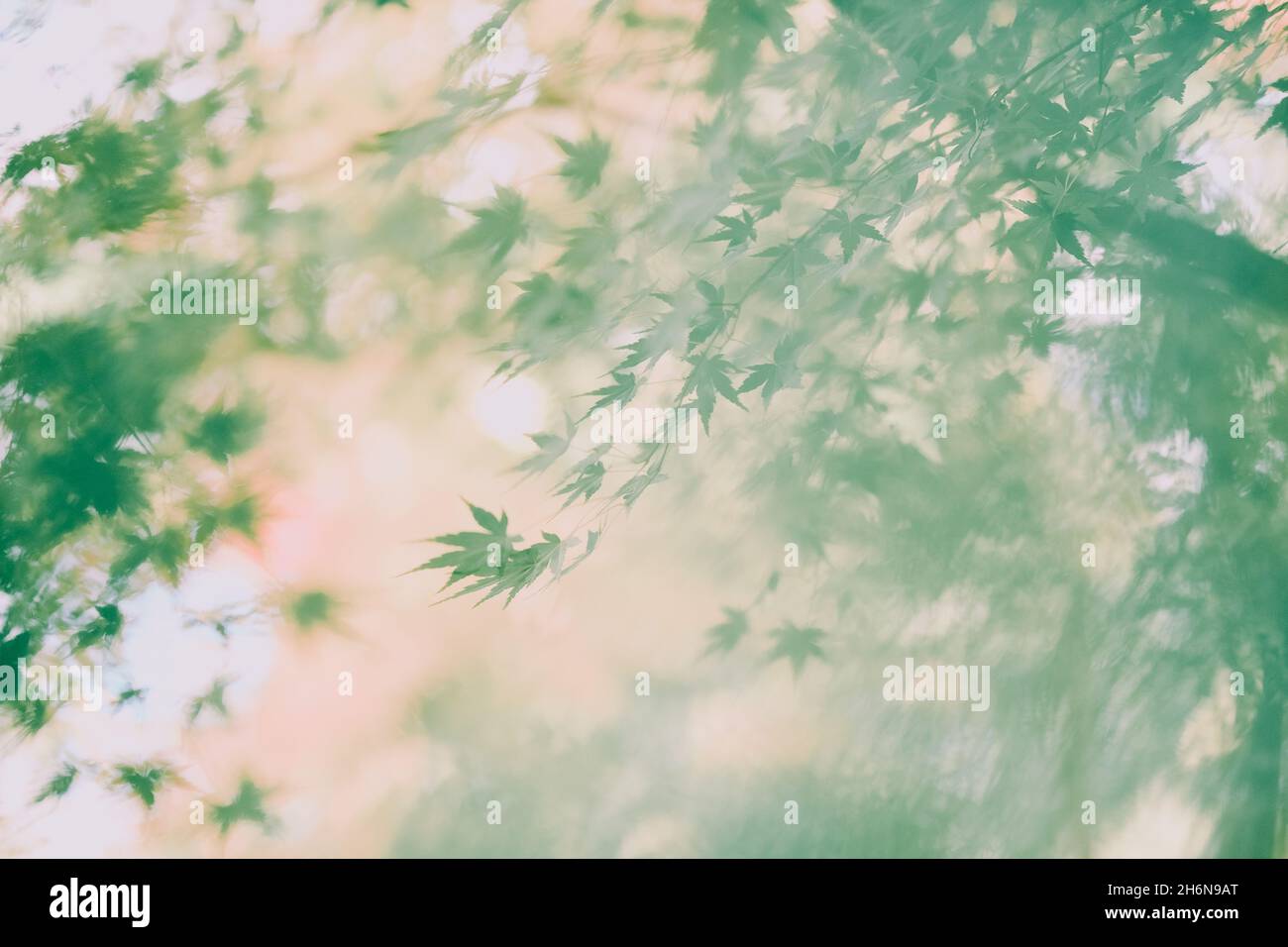 Green Maple Tree Stock Photo - Alamy