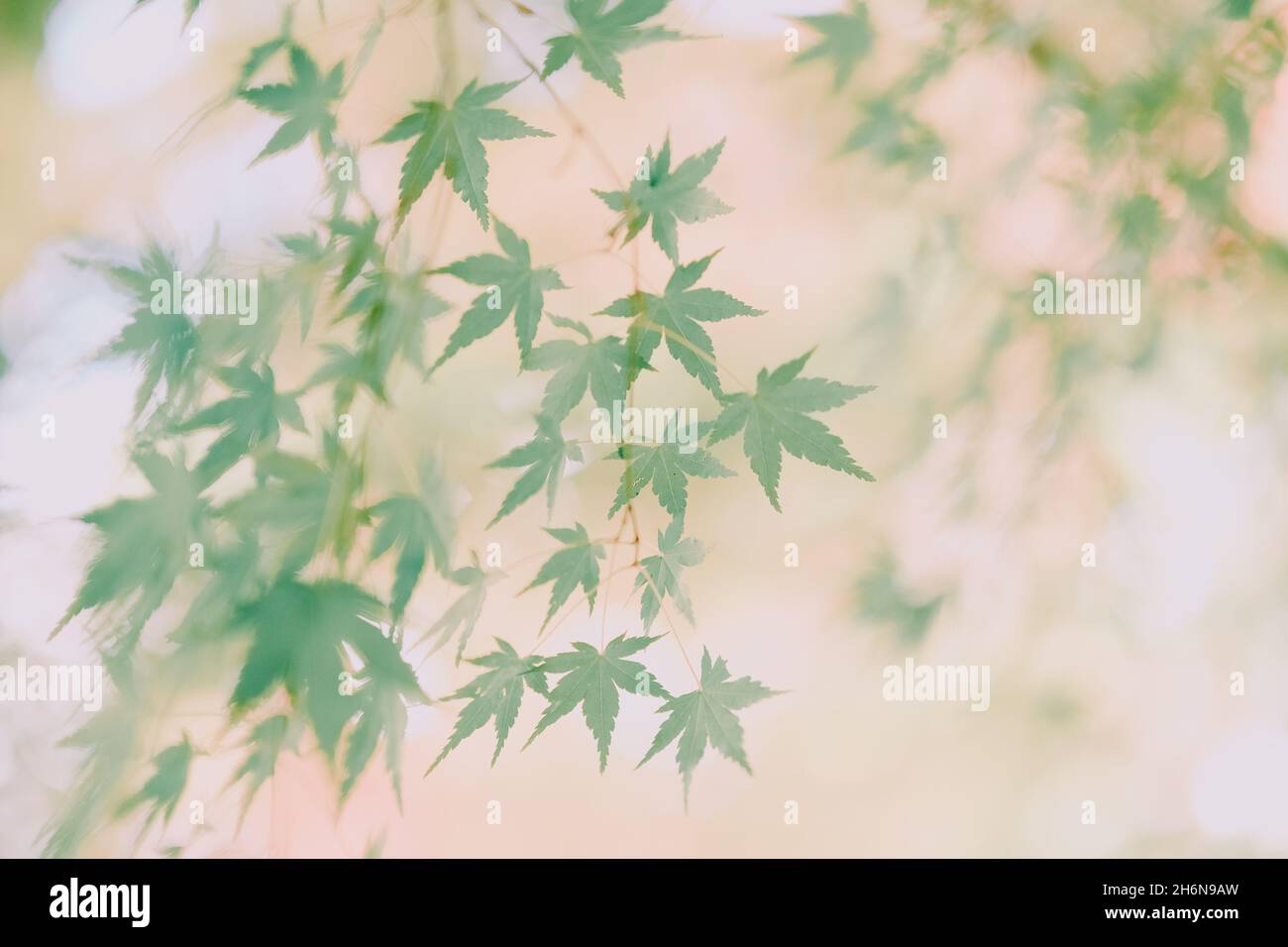 Green Maple Tree Stock Photo - Alamy