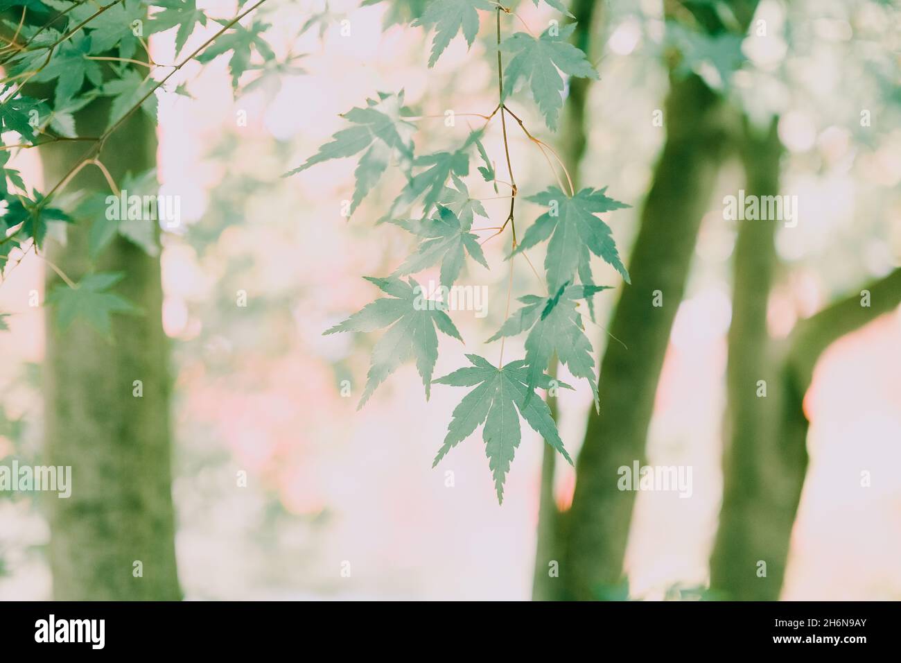 Green Maple Tree Stock Photo - Alamy