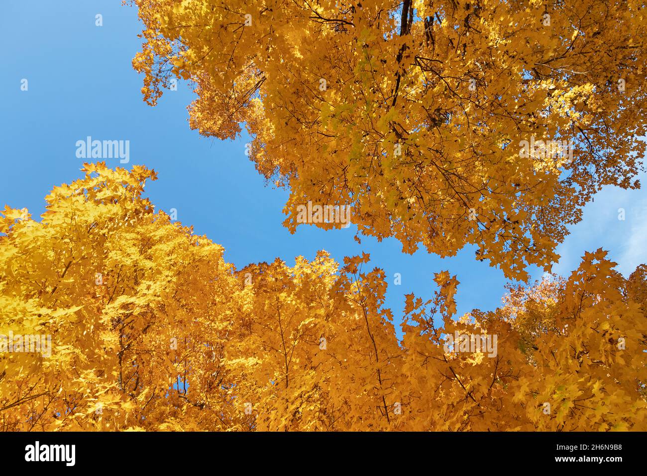 Autumn trees at Crapo Park in Burlington, Iowa Stock Photo - Alamy