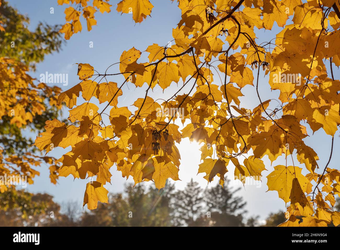 Autumn trees at Crapo Park in Burlington, Iowa Stock Photo - Alamy