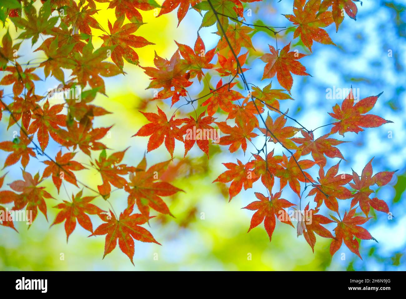 Japanese Fall Foliage Stock Photo - Alamy