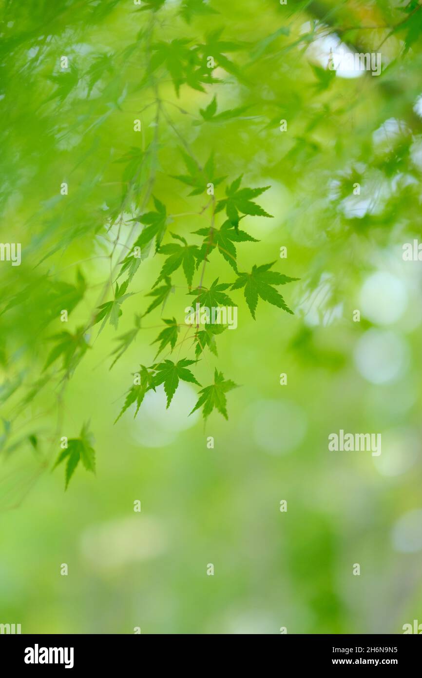 Vertical shot thick tree hi-res stock photography and images - Alamy