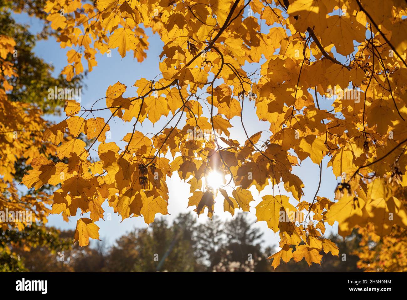 Autumn trees at Crapo Park in Burlington, Iowa Stock Photo - Alamy