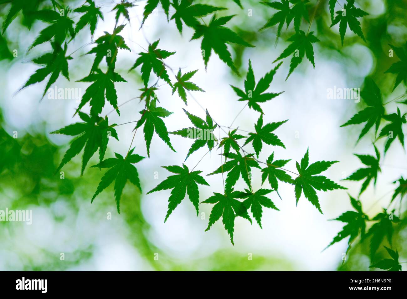 Green Maple Tree Stock Photo - Alamy