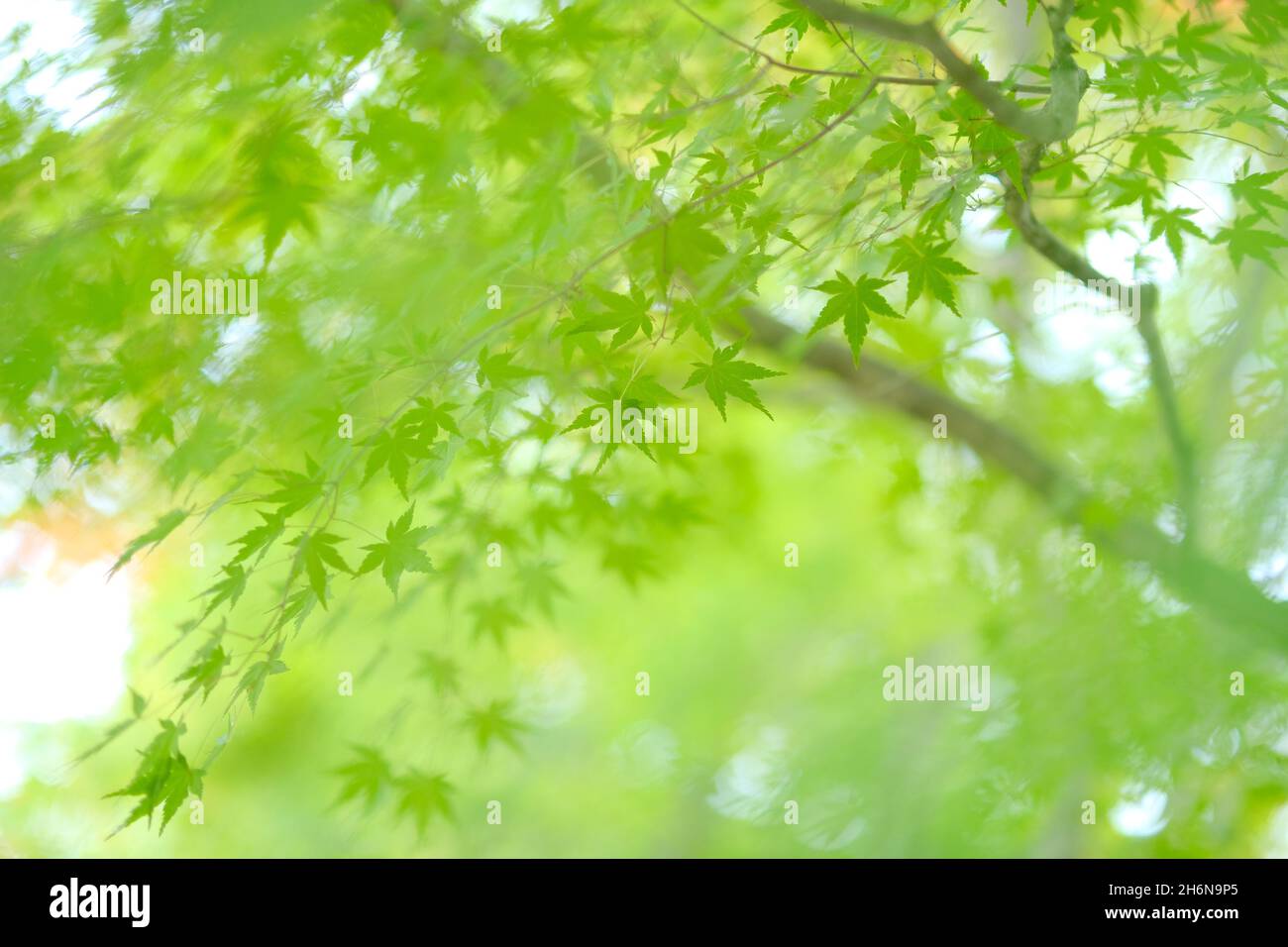 Tree shading building hi-res stock photography and images - Alamy