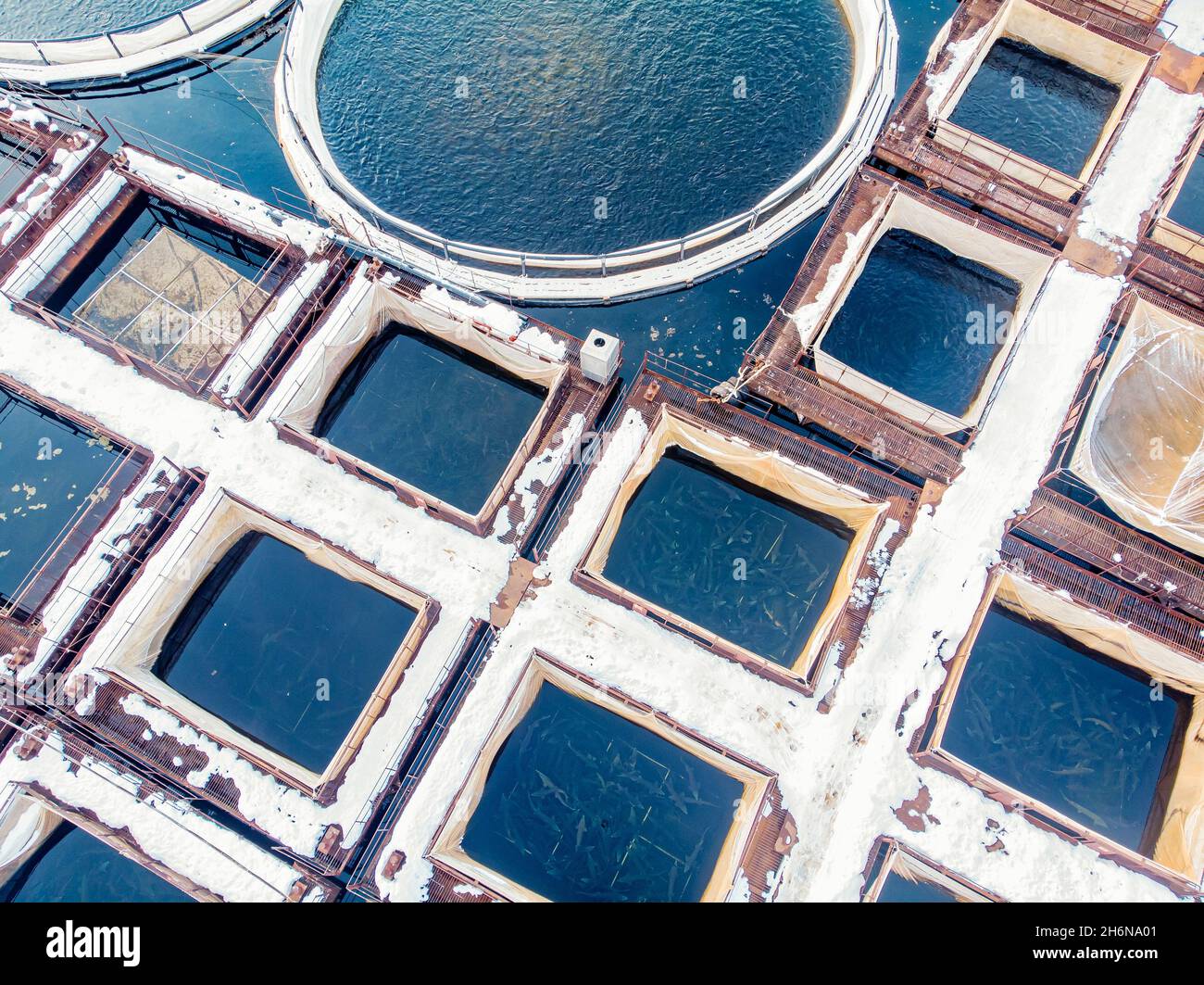 Farm fish salmon and sturgeon aquaculture blue water floating cages ...