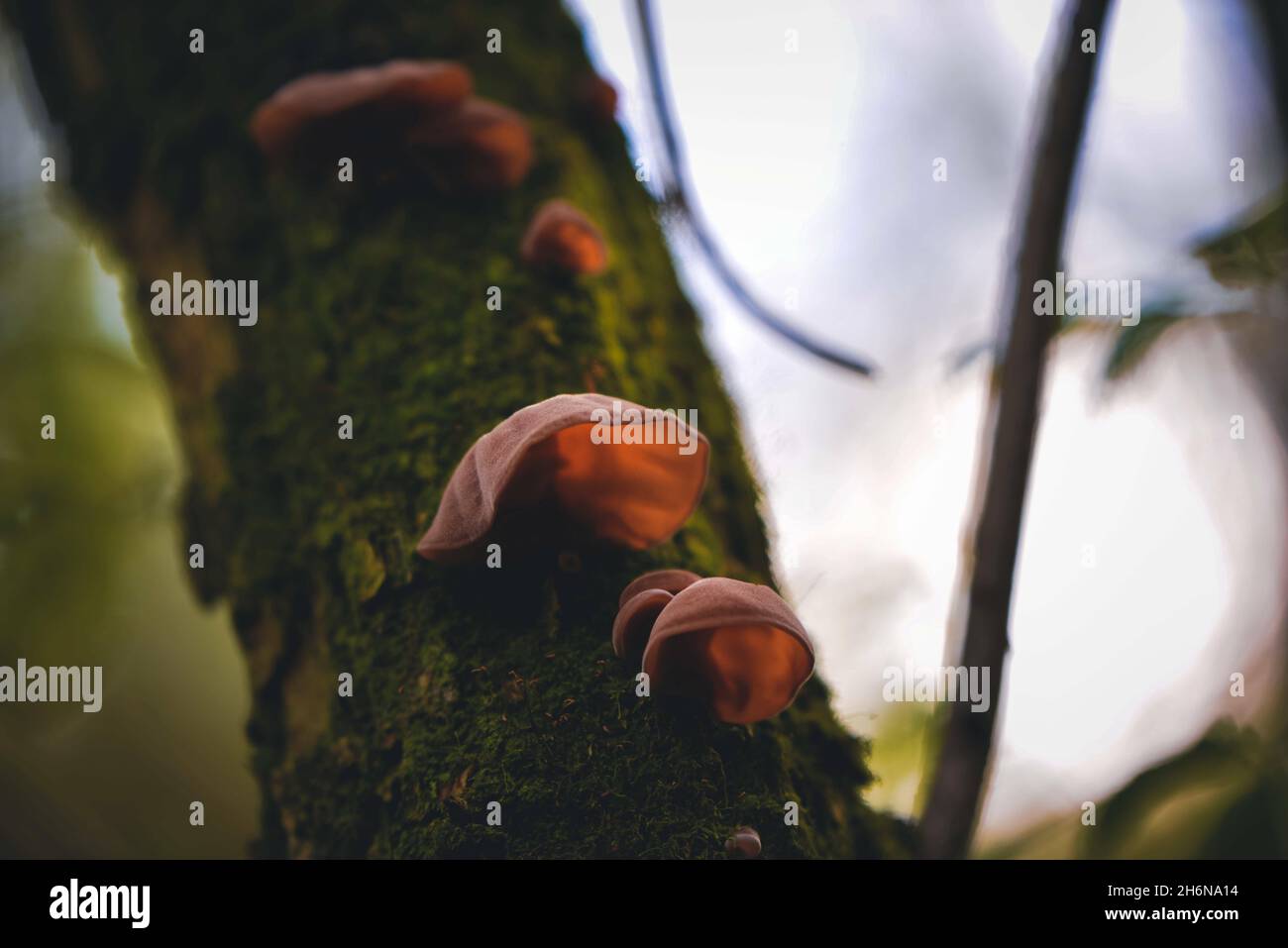 Wood ear fungus growing on tree trunk Stock Photo - Alamy