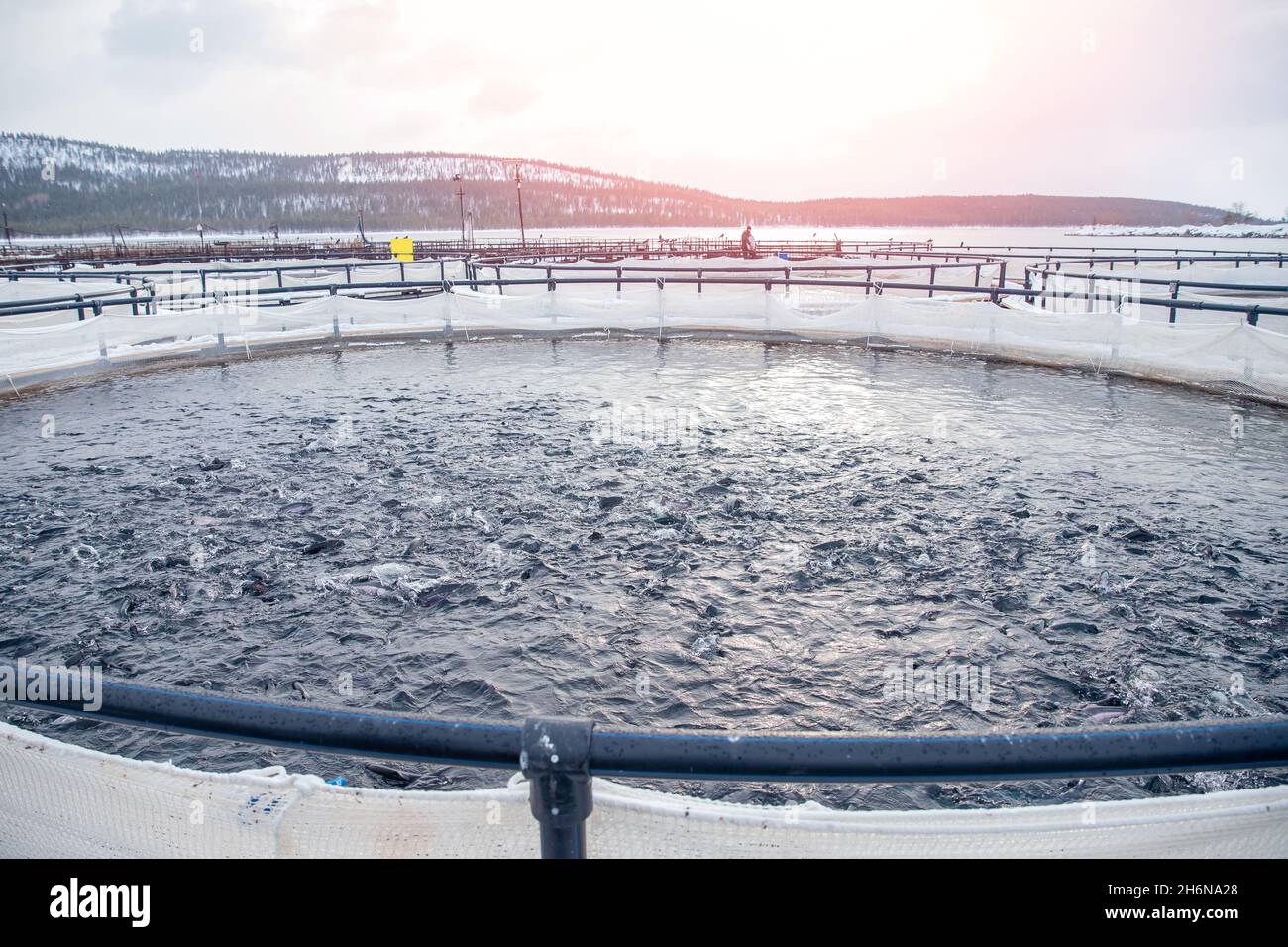 Fish farm for breeding for rainbow trout and salmon fry in net cages ...