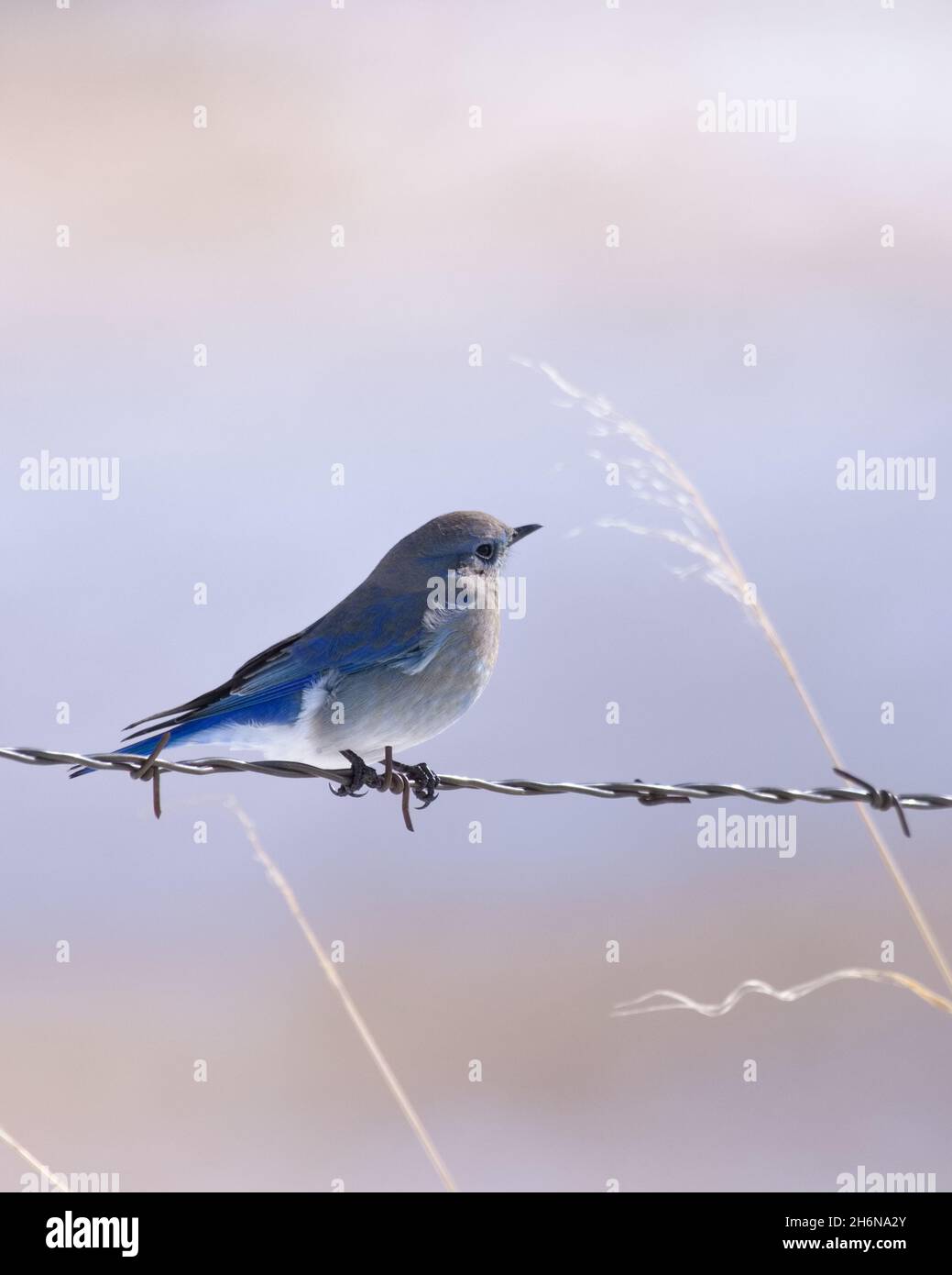 Female Bluebirds High Resolution Stock Photography and Images - Alamy