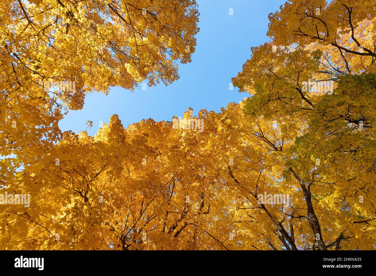 Autumn trees at Crapo Park in Burlington, Iowa Stock Photo - Alamy