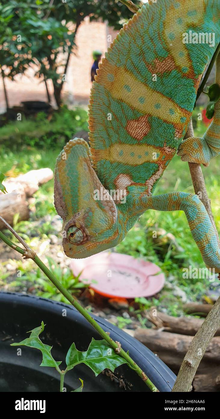 Exotic fauna hi-res stock photography and images - Alamy