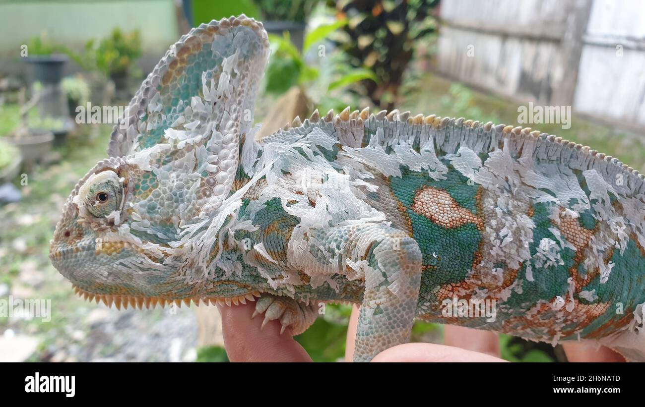 veiled chameleon beautiful unique reptile Stock Photo - Alamy