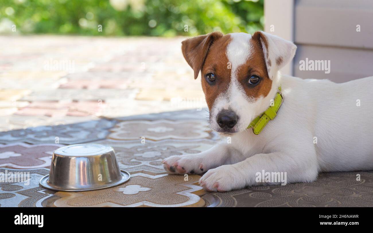Domestic life with a dog. A hungry dog with sad eyes is waiting for ...