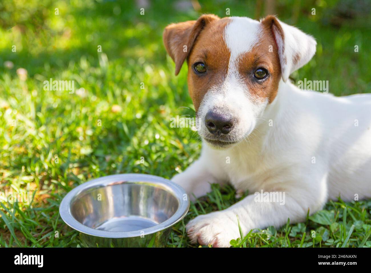 Domestic life with a dog. A hungry dog with sad eyes is waiting for ...