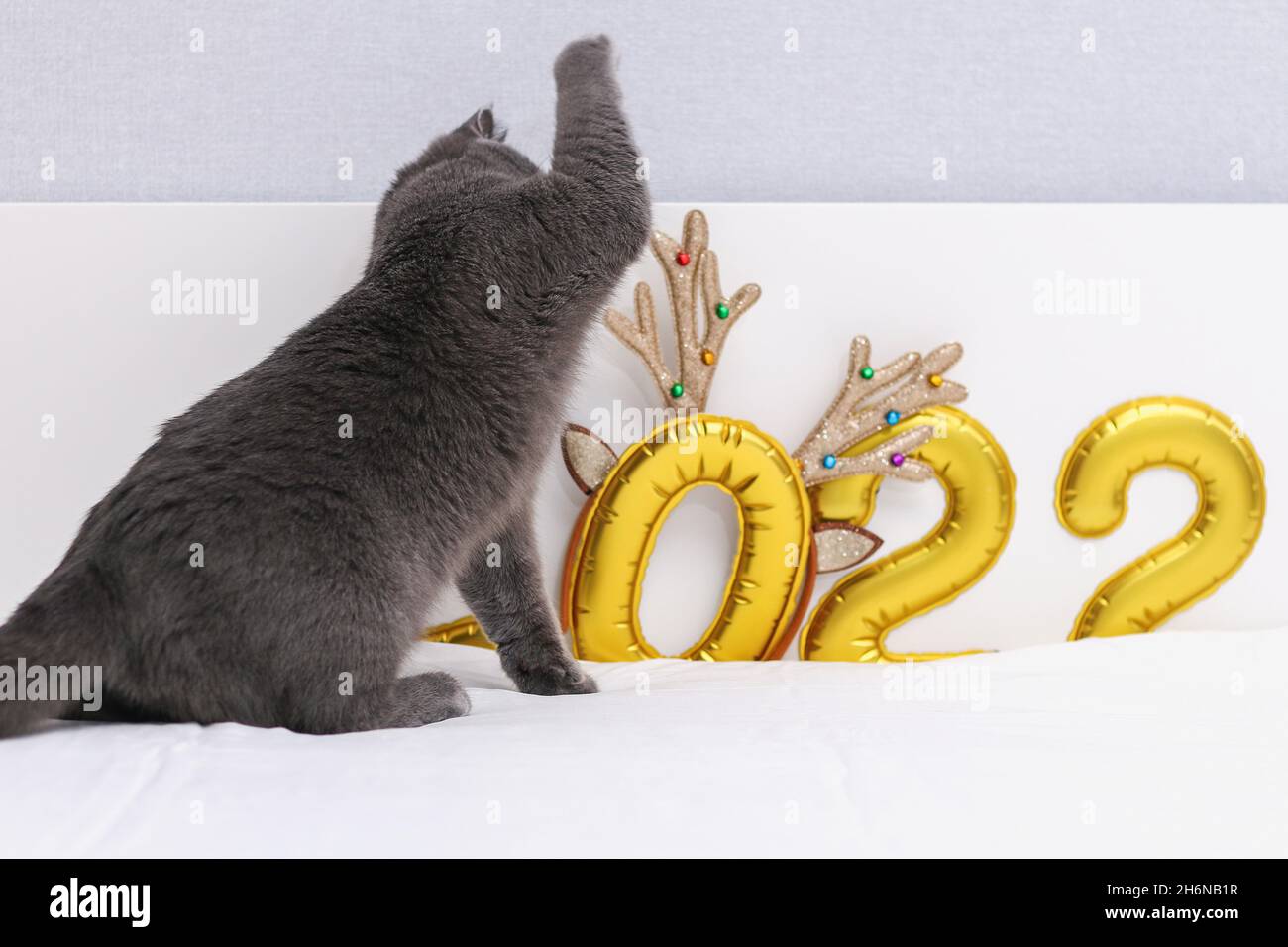 Chartreuse cat on a background of gold foil inflated numbers 2022 plays ...