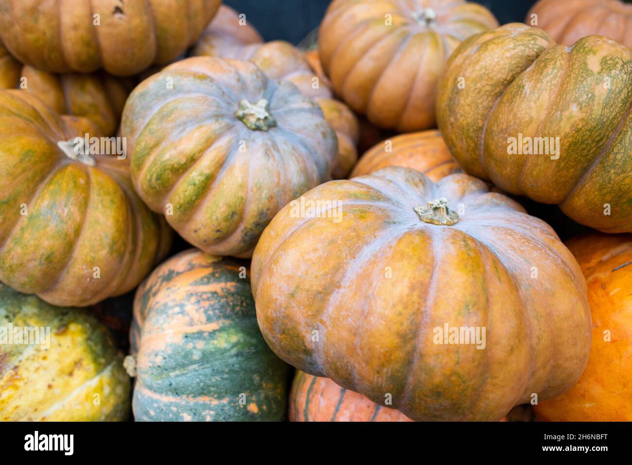 Different varieties of large pumpkins. Wooden cart with different ...