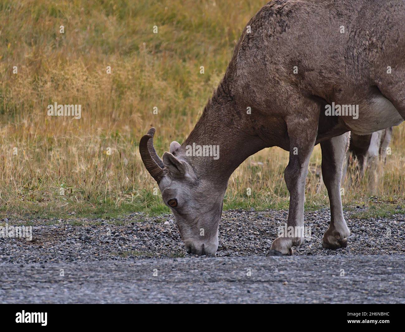 Canada bighorn sheep hi-res stock photography and images - Alamy