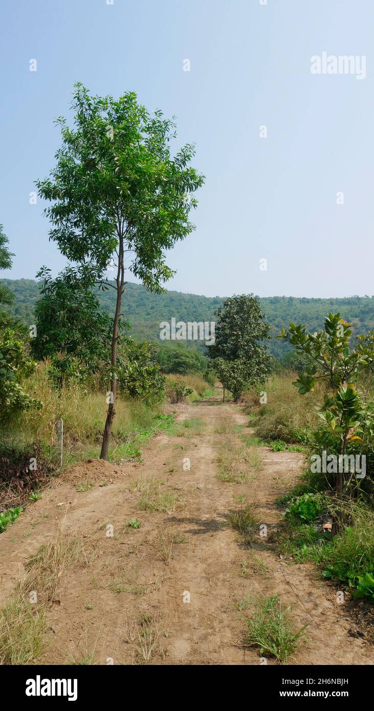 LANDSCAPE OF AGRICULTURAL LAND IN ROHA, MAHARASHTRA, INDIA, WITH TREES ...