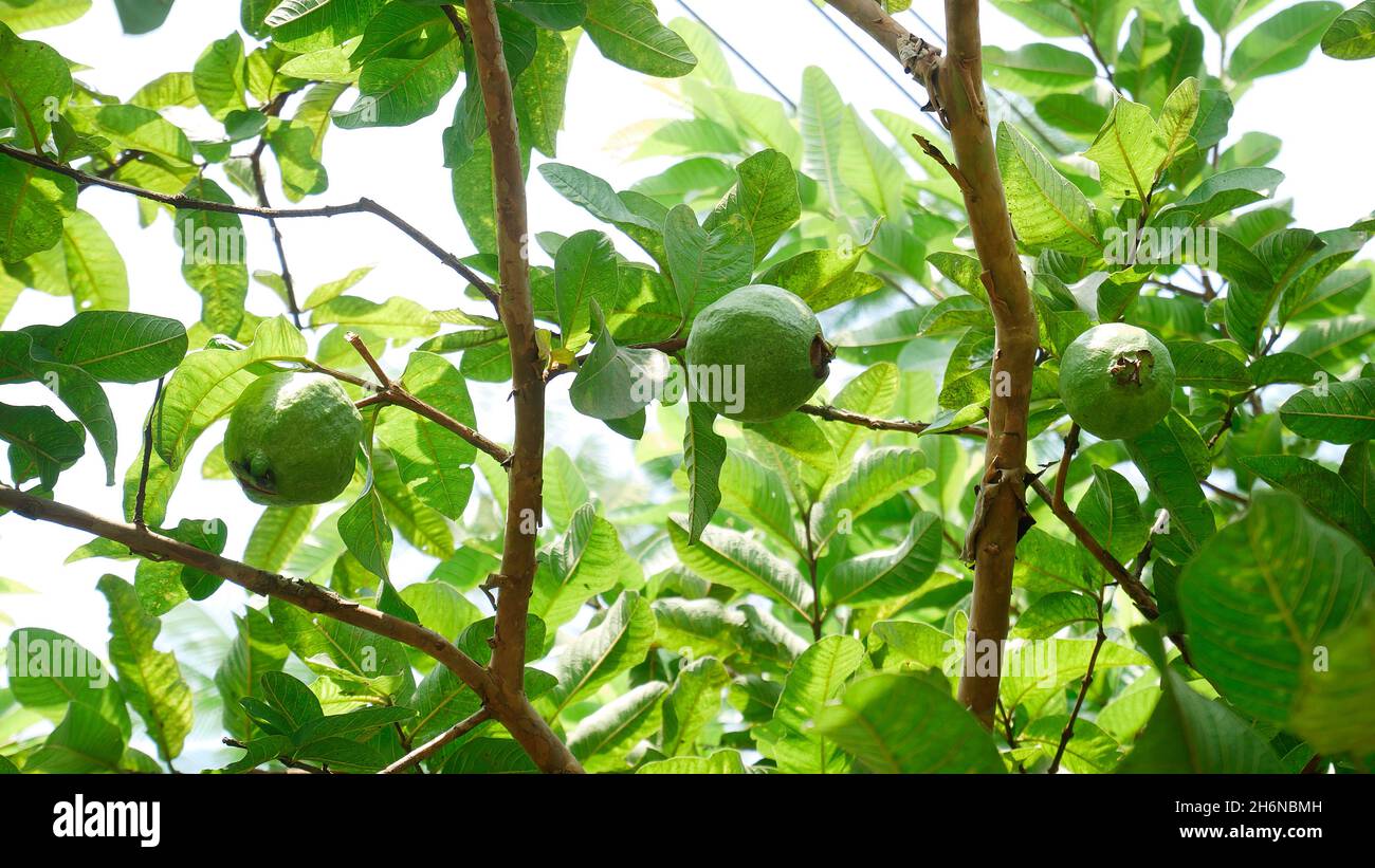 GAUVA TREE ON AGRICULTURAL LAND IN MAHARASHTRA, INDIA Stock Photo - Alamy