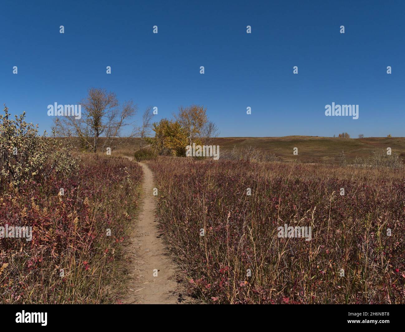 Stunning view of hiking path leading through colorful meadow with grass ...