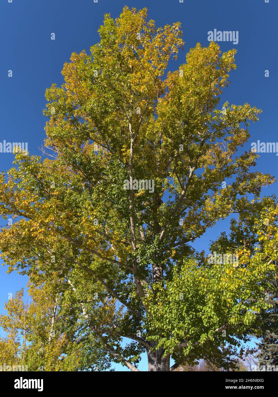 Populus tree hi-res stock photography and images - Alamy