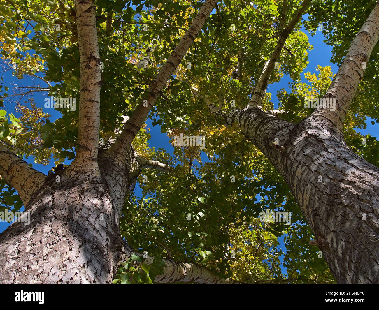 Beautiful low angle view of old aspen tree (Populus tremuloides) with ...