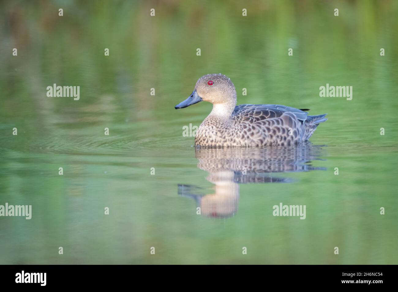 New zealand teal hi-res stock photography and images - Alamy